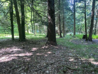 New York Land Quest - 98 acres Hunting Land with Creek in Ward NY State ...